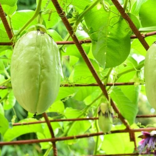 Barbadine or Giant Granadilla: Here’s What You Should Know - We Trini Food