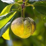 62 Fruits of Trinidad and Tobago - We Trini Food