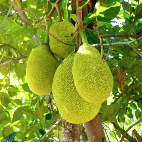 62 Fruits of Trinidad and Tobago (with Photos) - We Trini Food