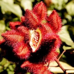 Roucou: Benefits and Uses of Achiote or Annatto - We Trini Food